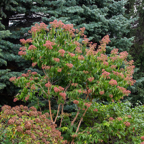 Shade-Loving Plants | First Editions