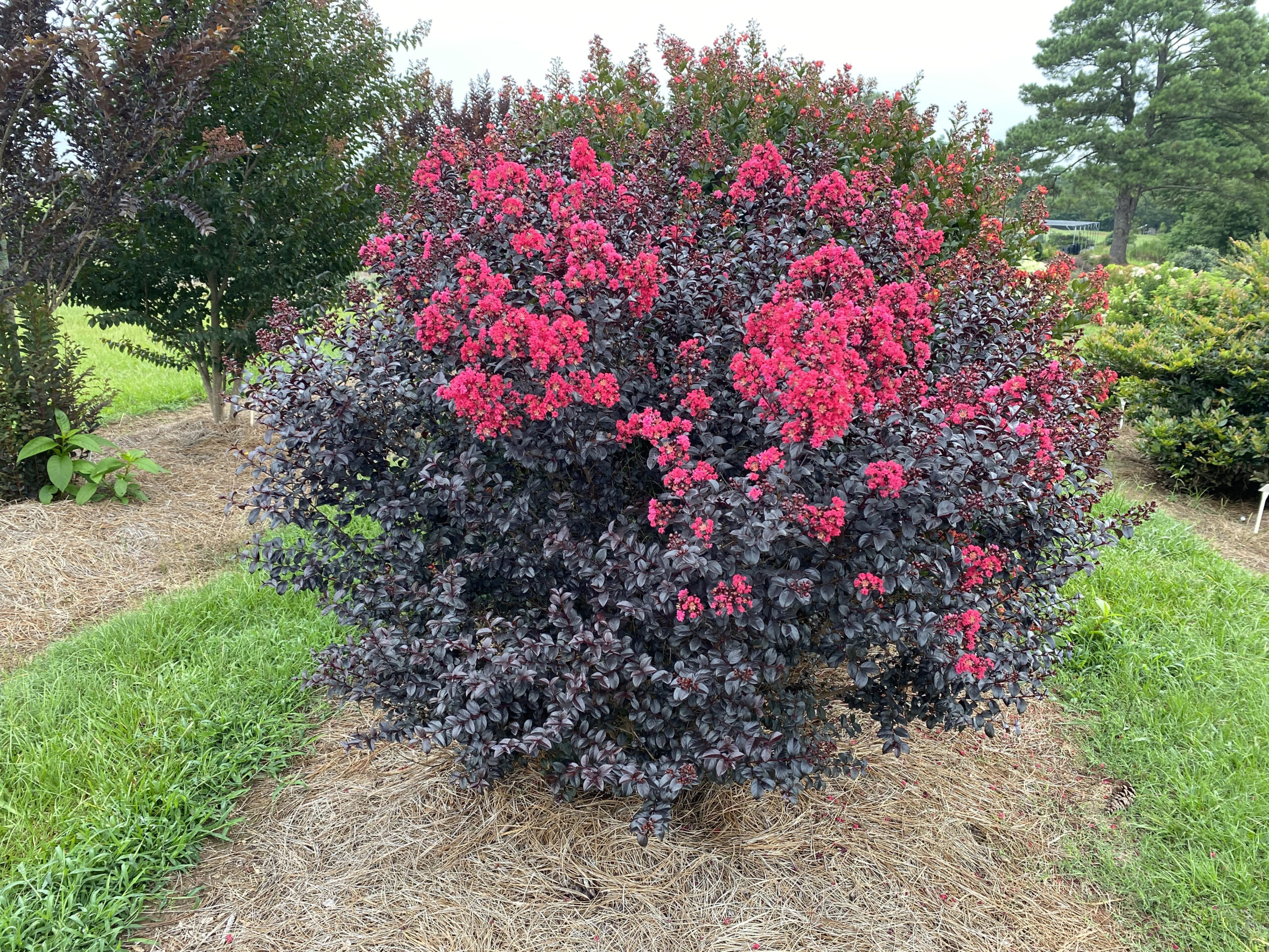 Shadow Magic™ Crapemyrtle | First Editions