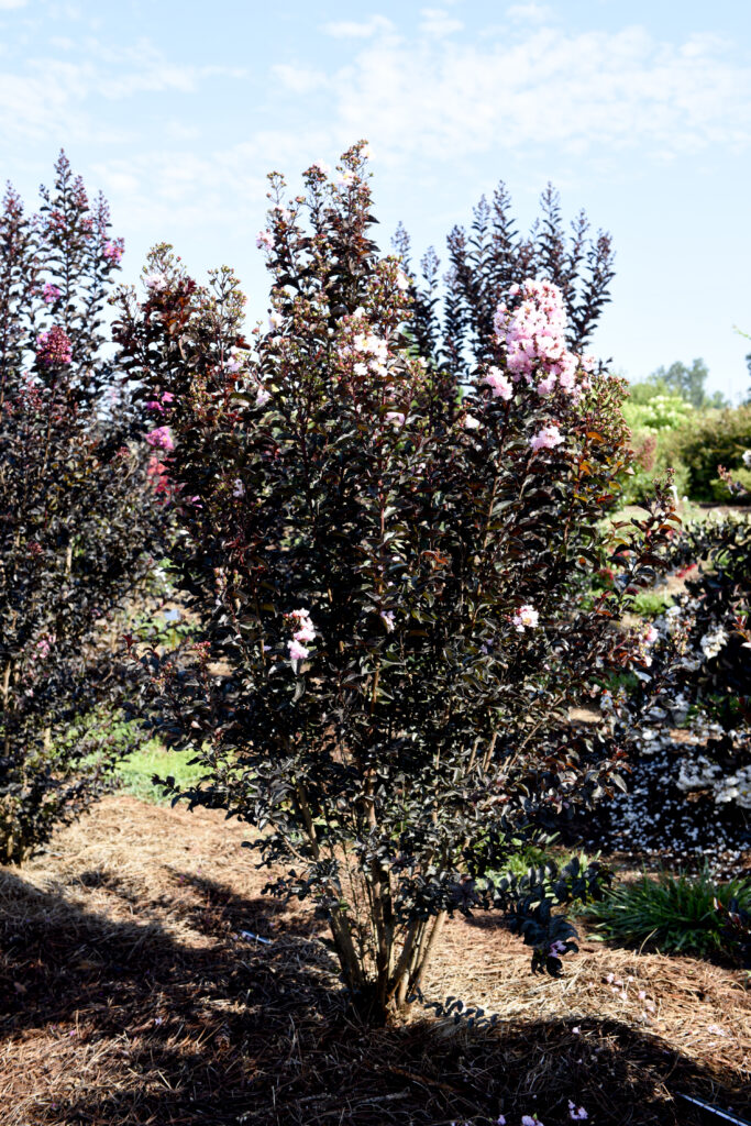Moonlight Magic™ Crapemyrtle | First Editions