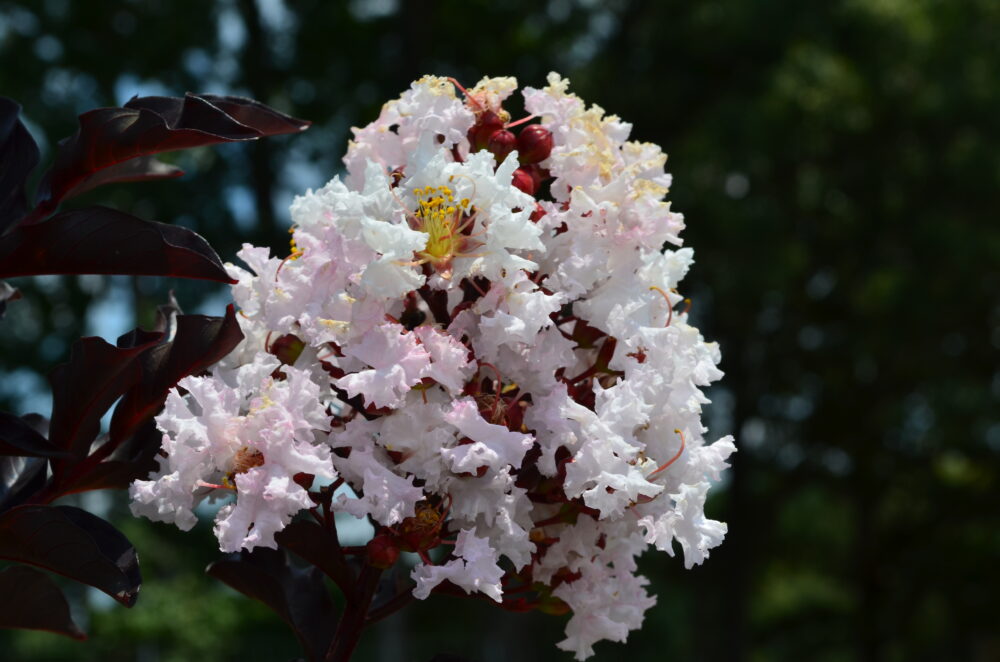 Moonlight Magic™ Crapemyrtle | First Editions