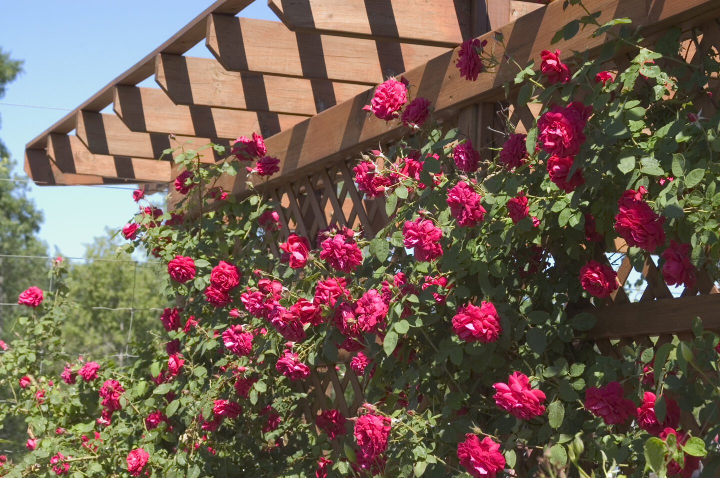 Ramblin' Red® Rose | First Editions