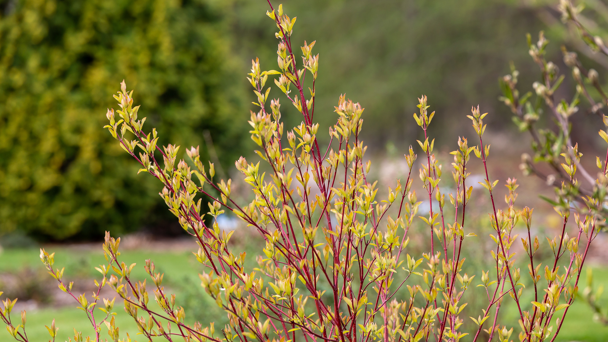 Spring Blooming Shrubs & Trees | First Editions