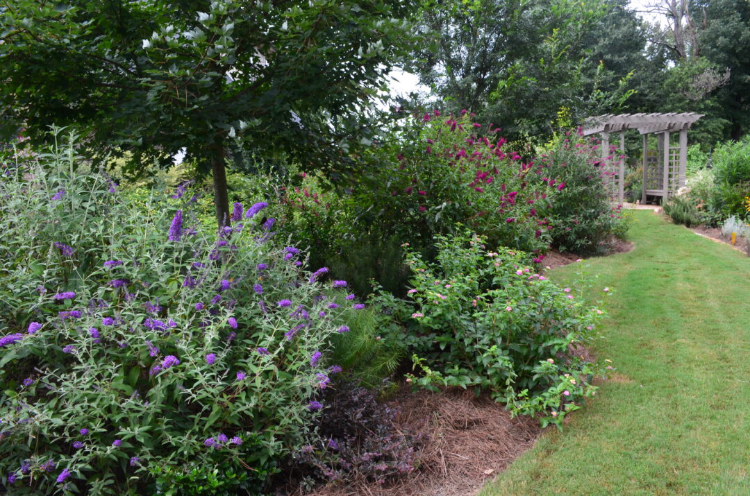 Butterfly Bush Feature | First Editions