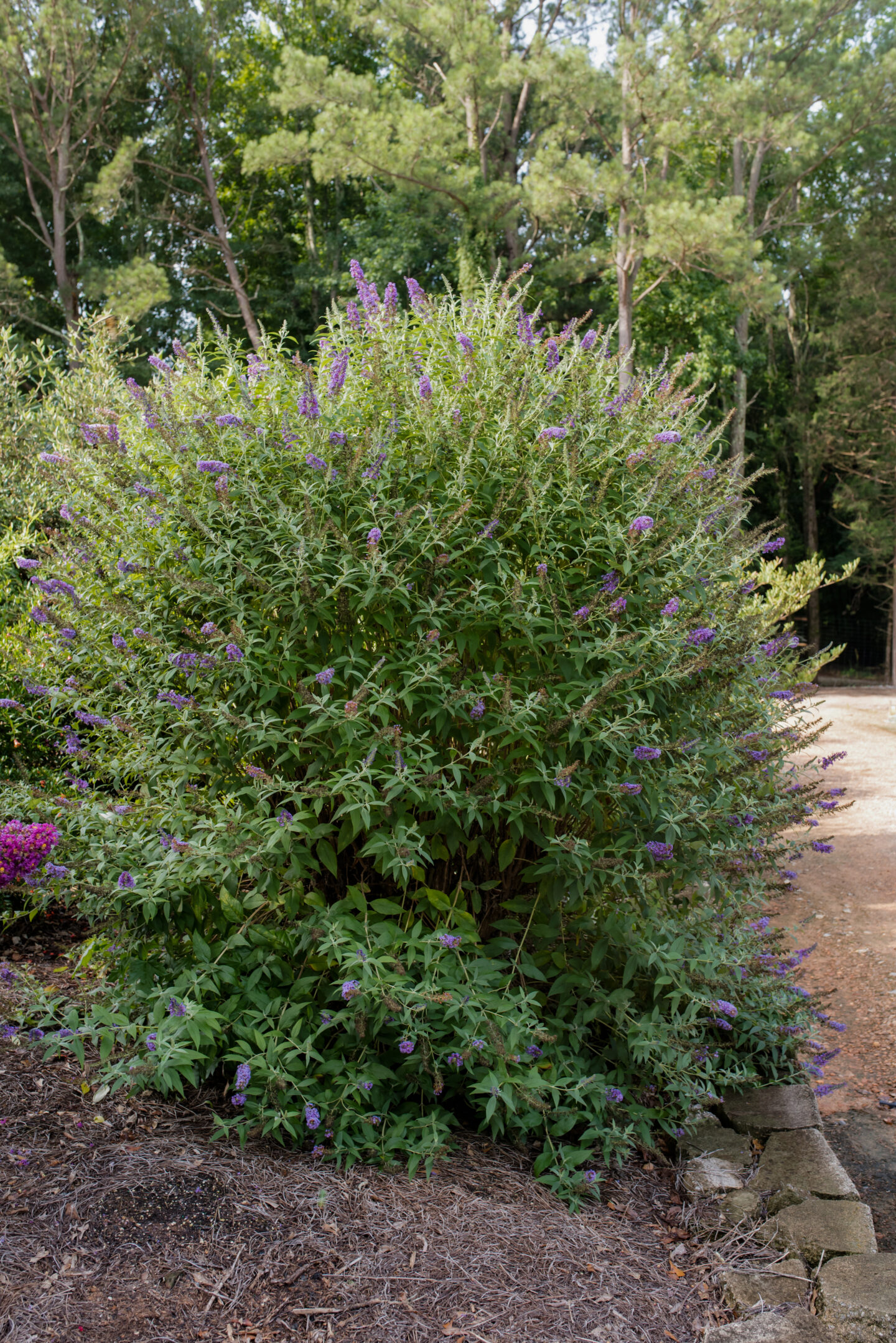 Butterfly Bush Feature | First Editions
