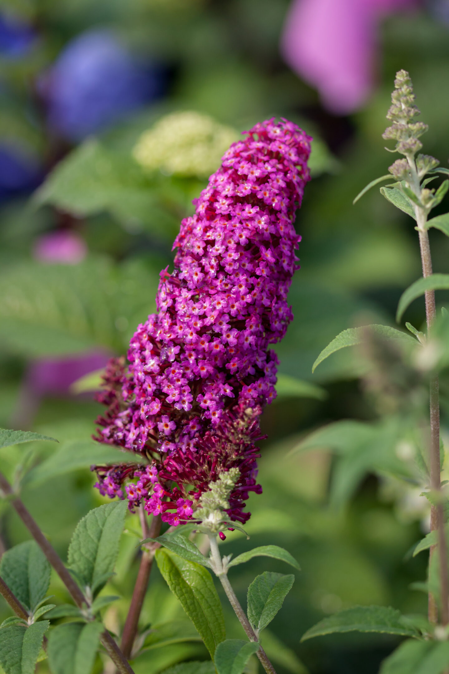 Butterfly Bush Feature | First Editions