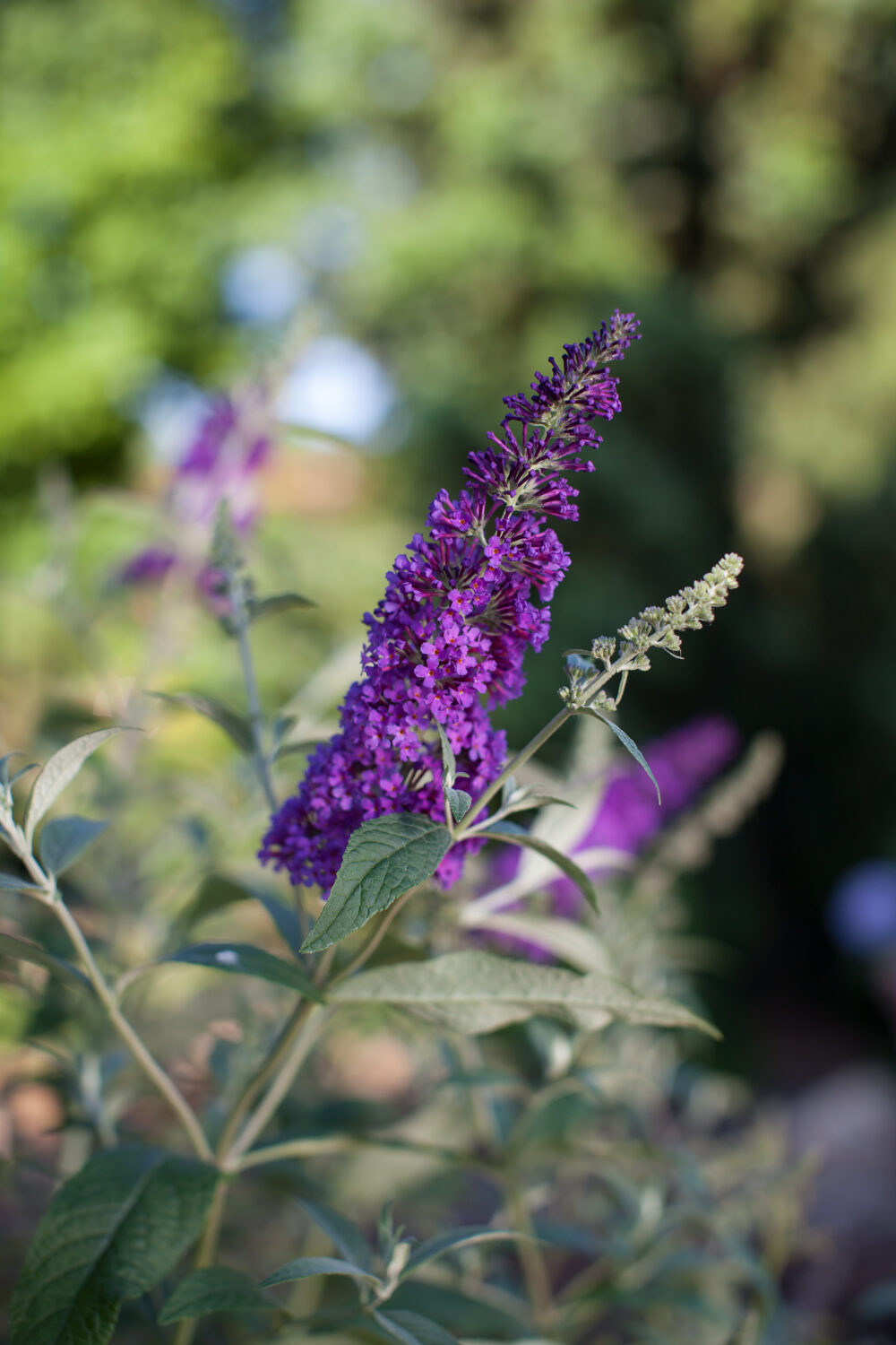 Butterfly Bush Feature | First Editions