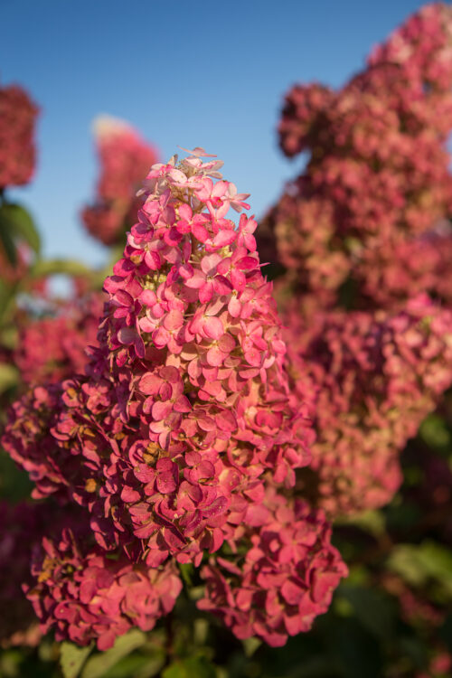 Rock Star Plant - Berry White® Panicle Hydrangea | First Editions