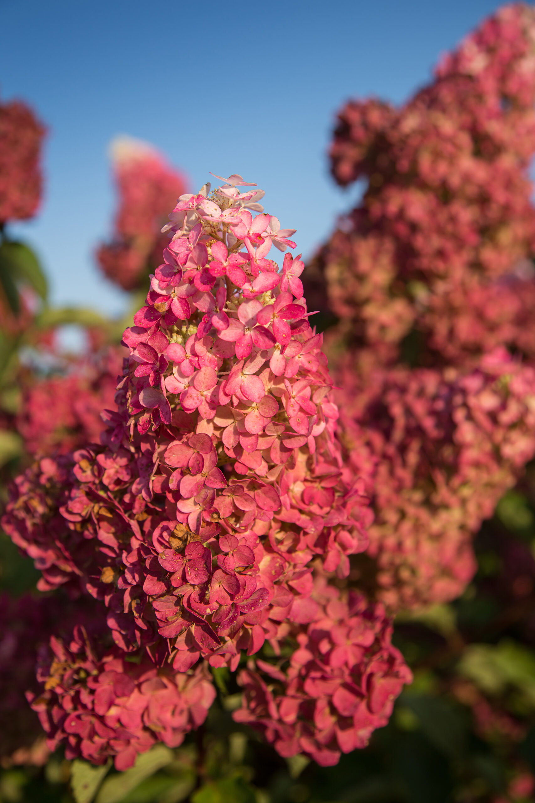 Rock Star Plant - Berry White® Panicle Hydrangea | First Editions