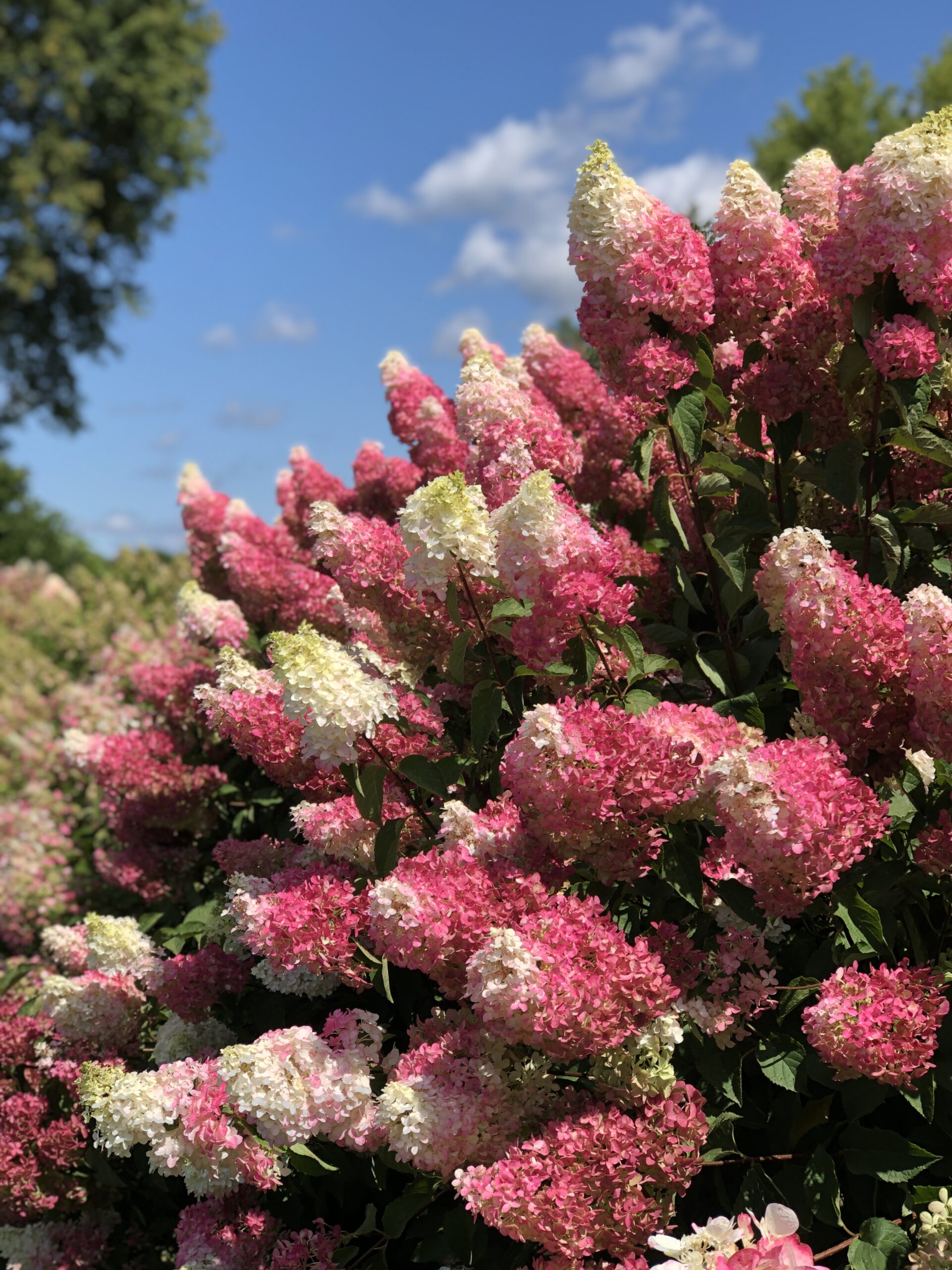 Rock Star Plant - Berry White® Panicle Hydrangea | First Editions