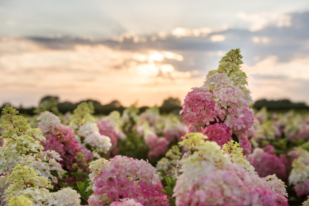 Rock Star Plant - Berry White® Panicle Hydrangea | First Editions
