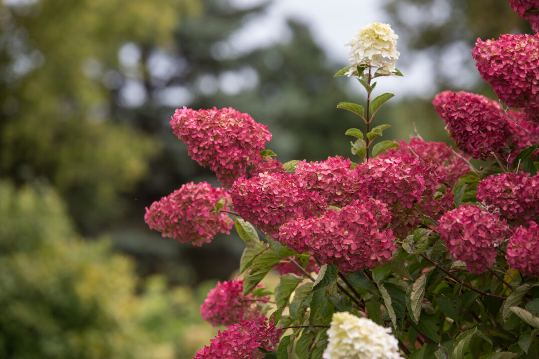 Rock Star Plant - Berry White® Panicle Hydrangea | First Editions
