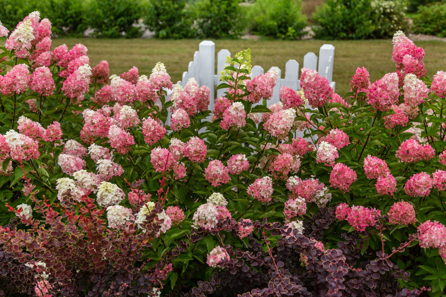 Rock Star Plant - Berry White® Panicle Hydrangea | First Editions
