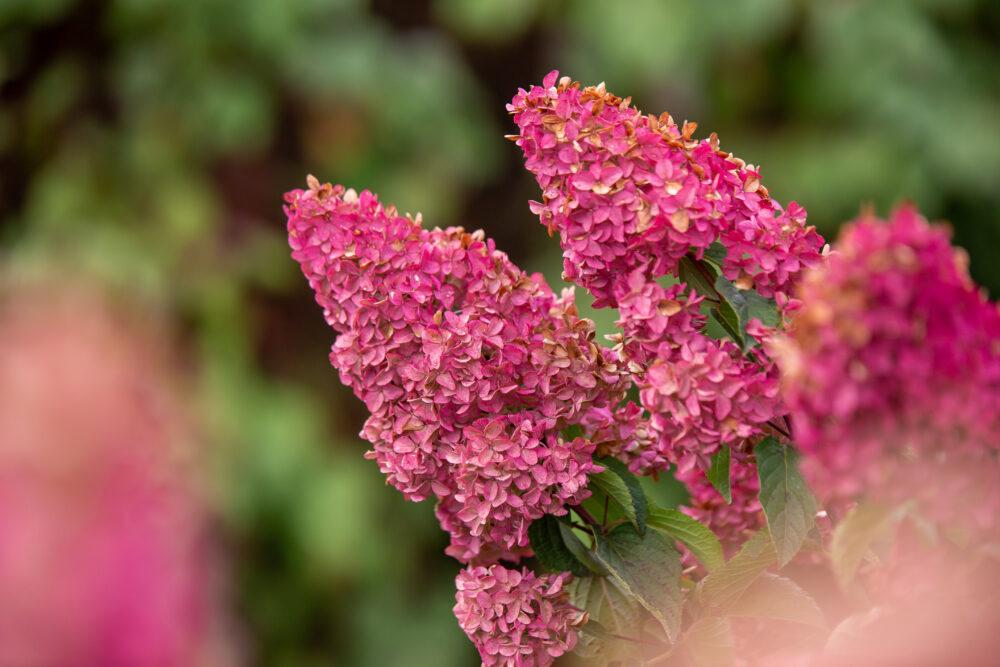 Rock Star Plant - Berry White® Panicle Hydrangea | First Editions