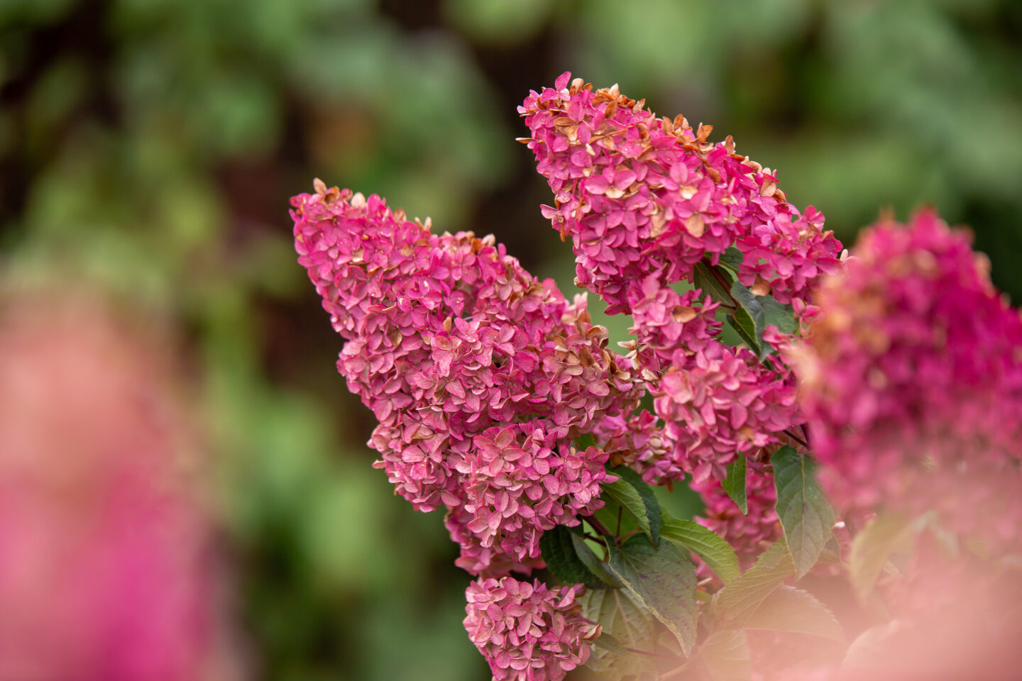 Rock Star Plant - Berry White® Panicle Hydrangea | First Editions