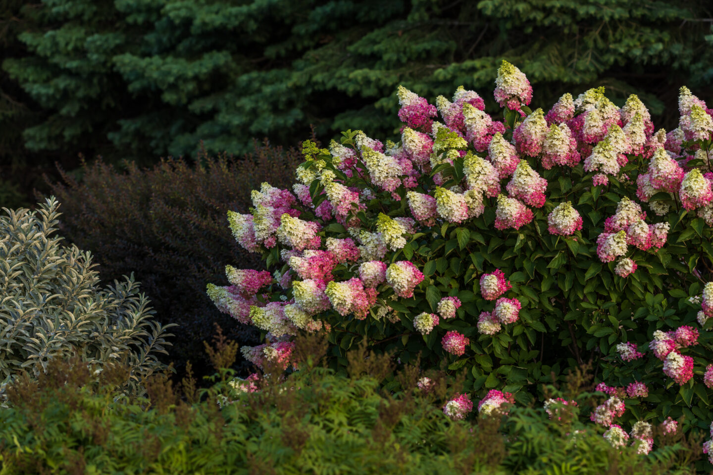 Rock Star Plant - Berry White® Panicle Hydrangea | First Editions