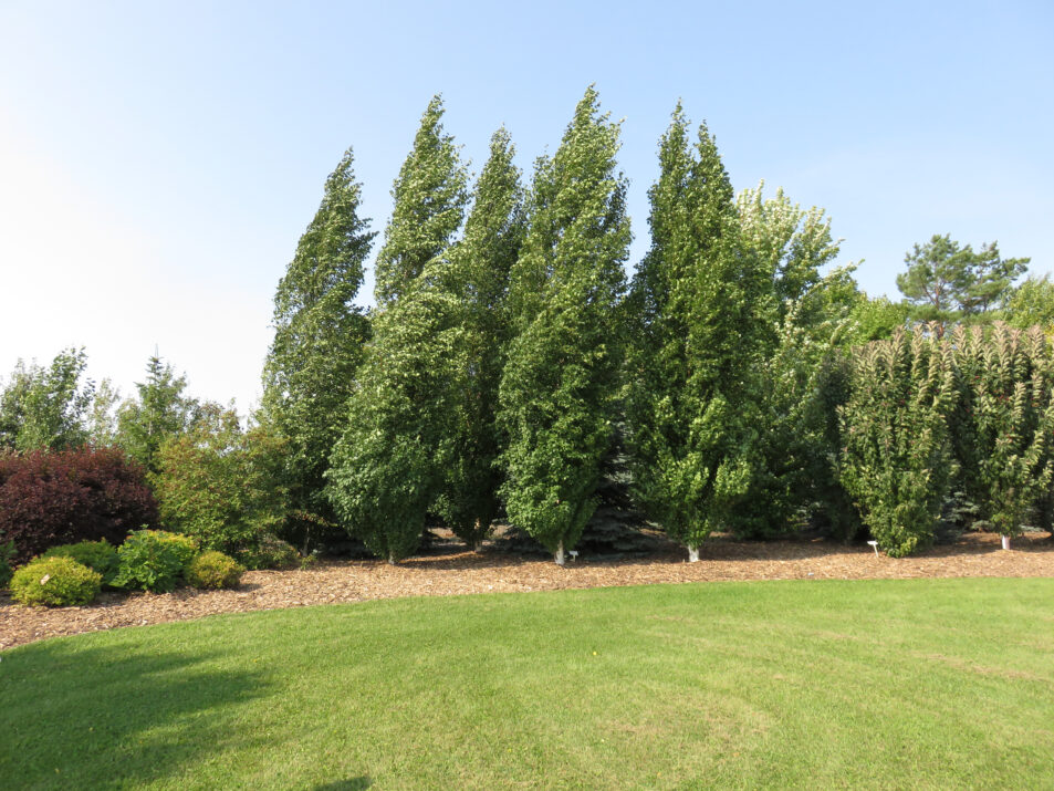 #RockStarPlant - Parkland Pillar® Birch | First Editions
