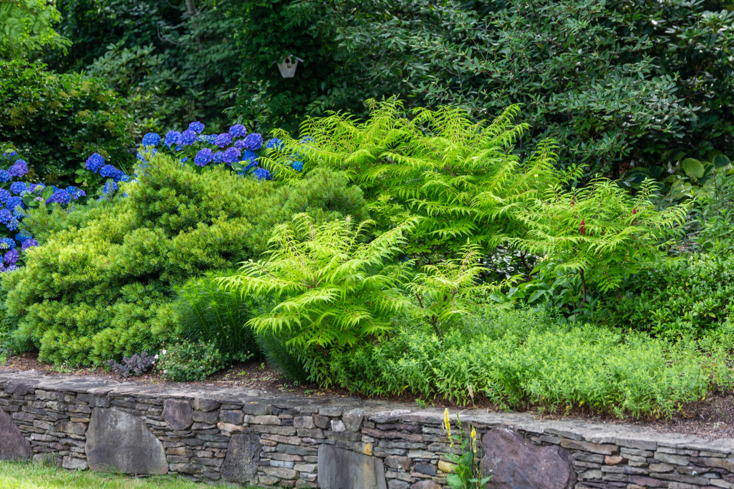 Rock Star Plant - Tiger Eyes® Cutleaf Staghorn Sumac | First Editions