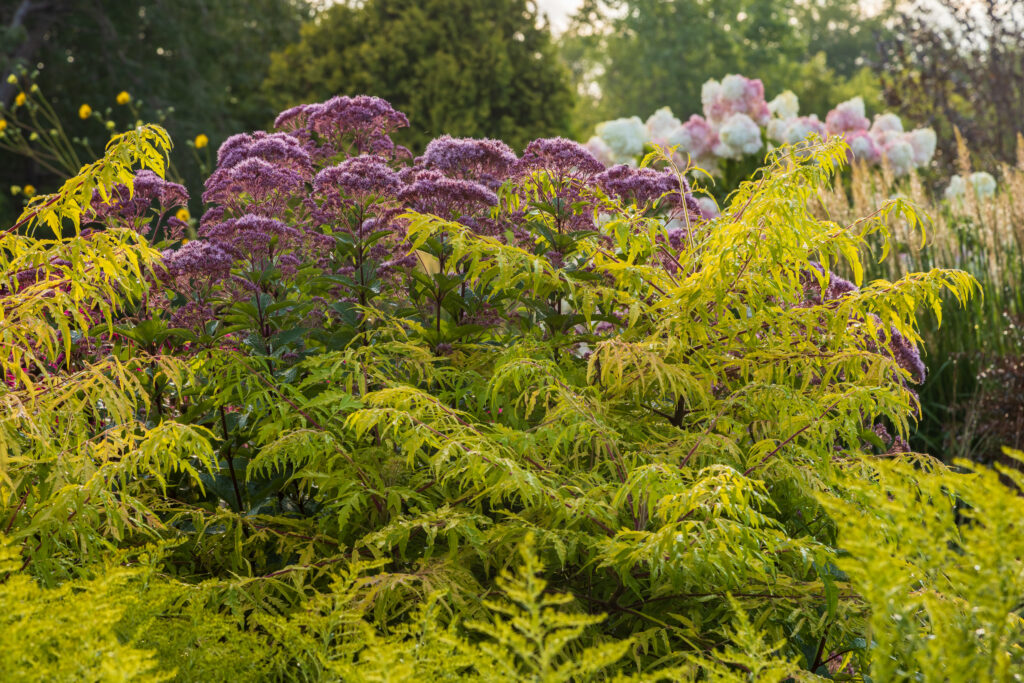 Rock Star Plant - Tiger Eyes® Cutleaf Staghorn Sumac | First Editions