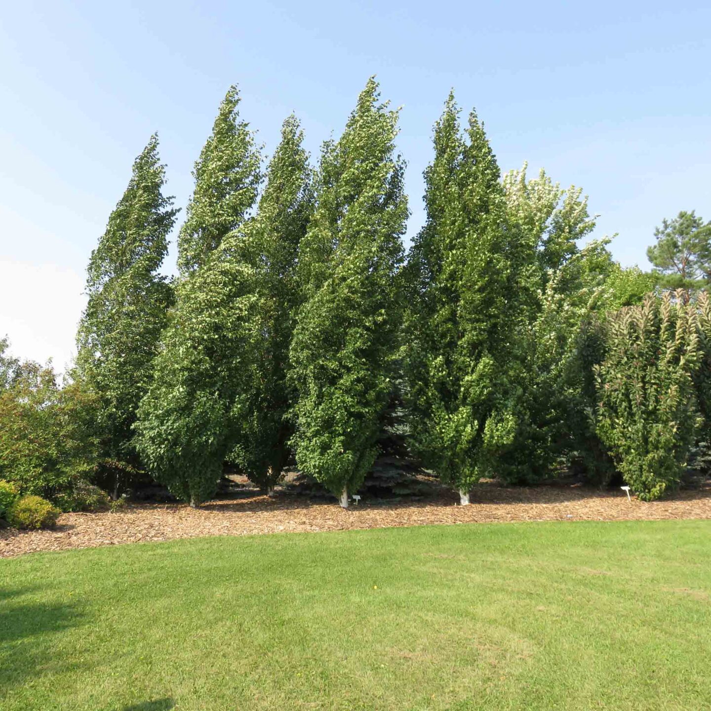 The Complete Guide to Rock Star Plants | First Editions