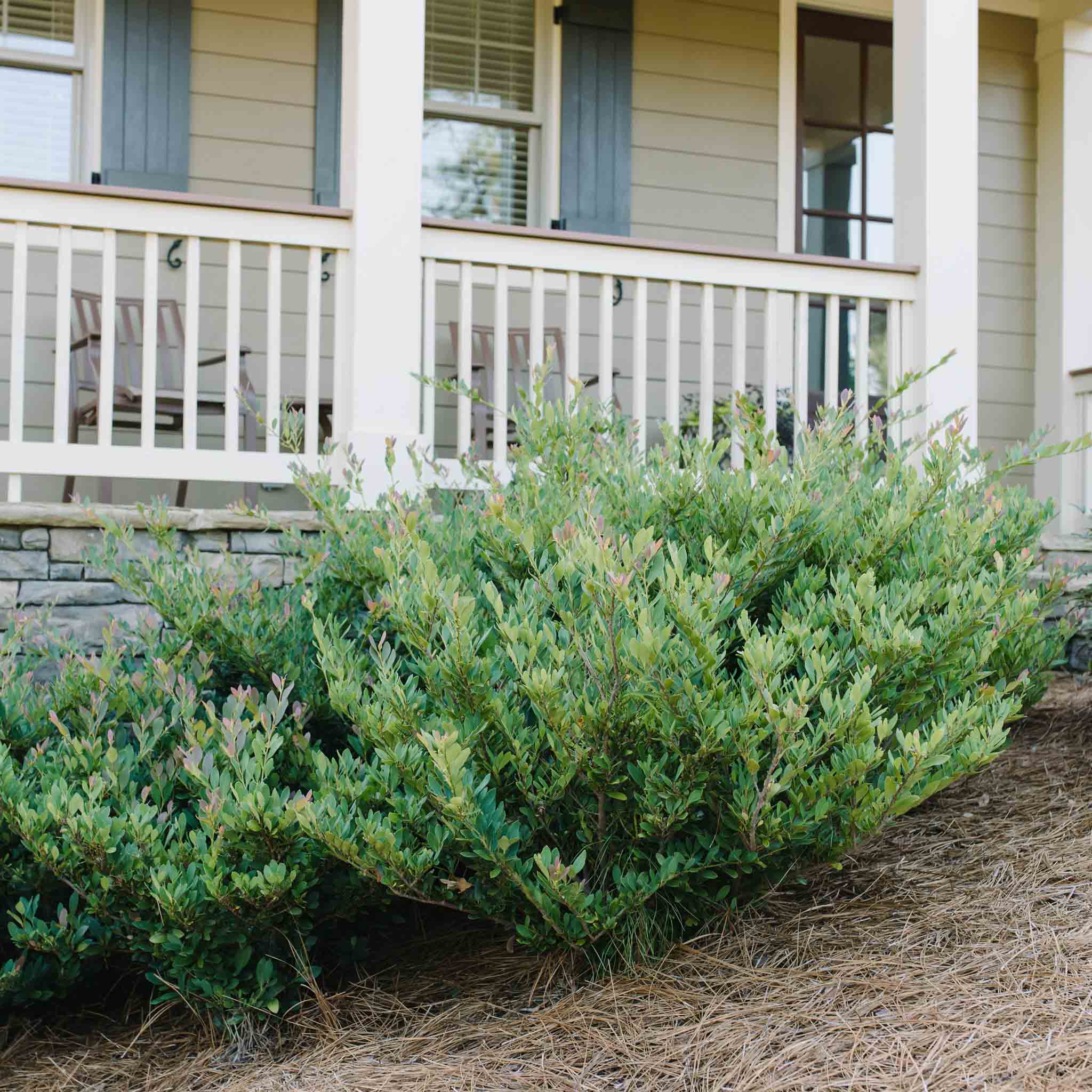 The Complete Guide to Rock Star Plants | First Editions