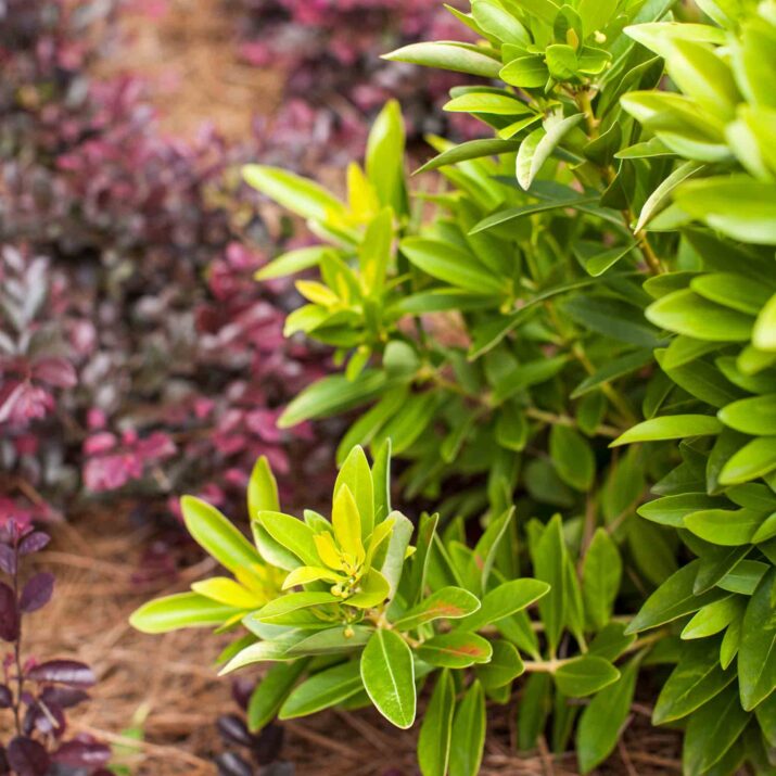 Rock Star Plant - BananAppeal® Small Anise Tree | First Editions