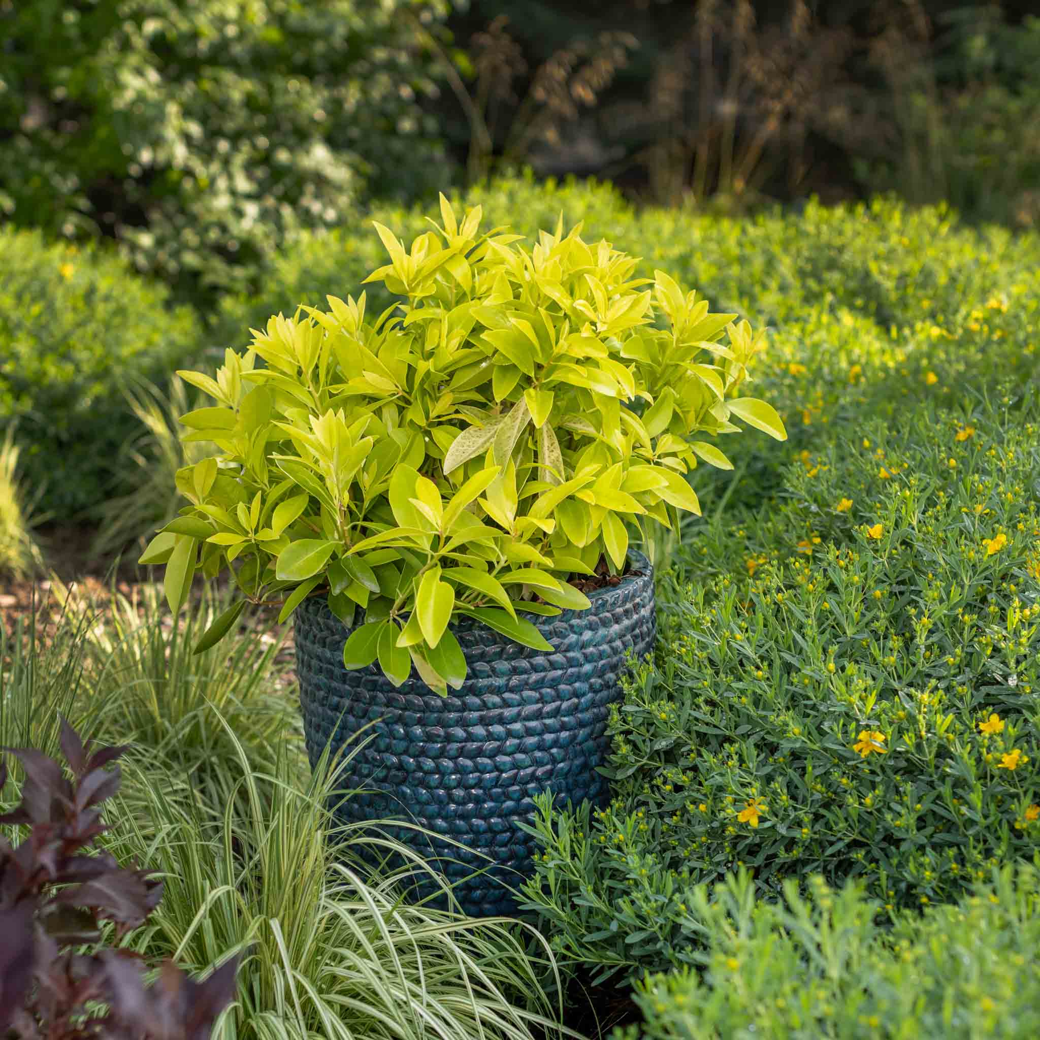 Rock Star Plant - BananAppeal® Small Anise Tree | First Editions