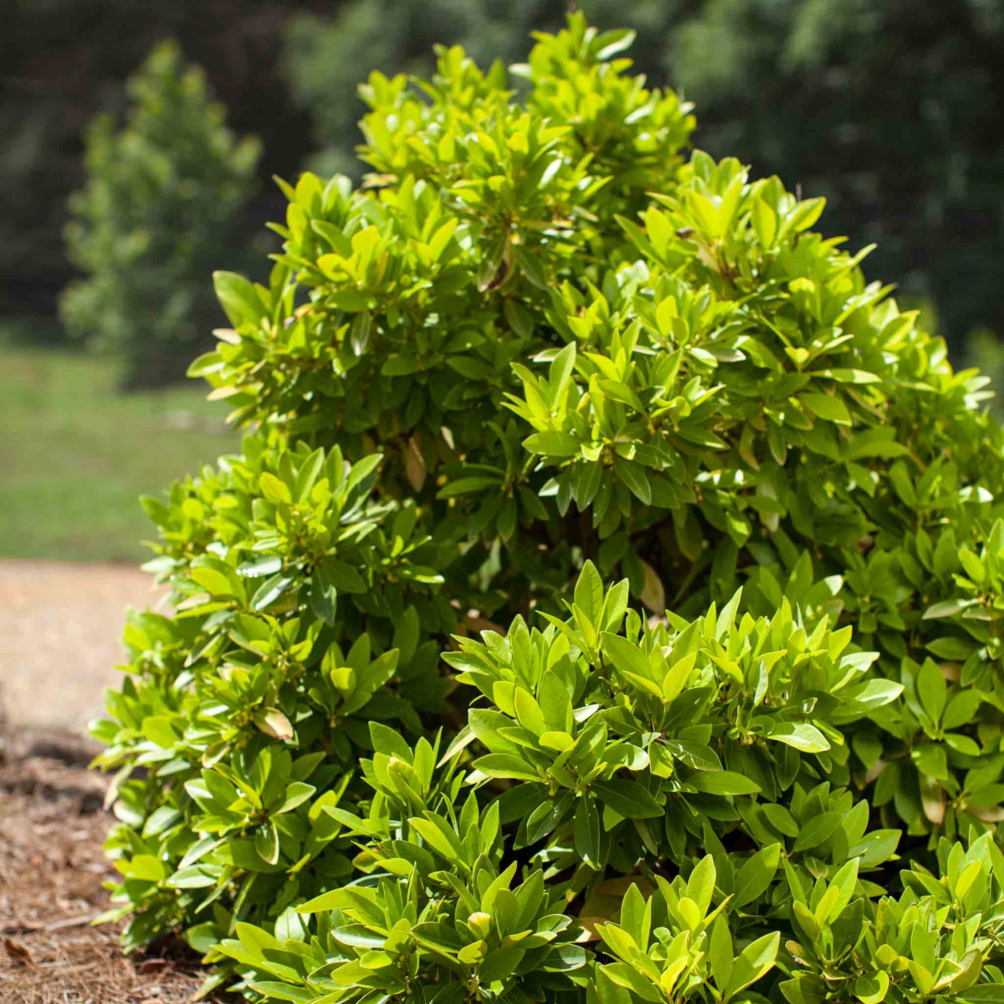 Rock Star Plant - BananAppeal® Small Anise Tree | First Editions