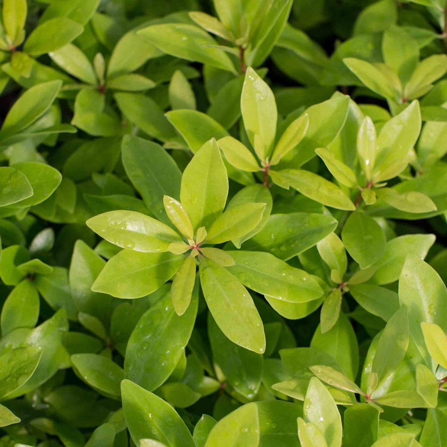 Rock Star Plant - BananAppeal® Small Anise Tree | First Editions