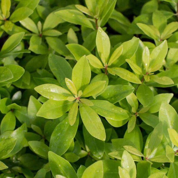 Rock Star Plant - BananAppeal® Small Anise Tree | First Editions