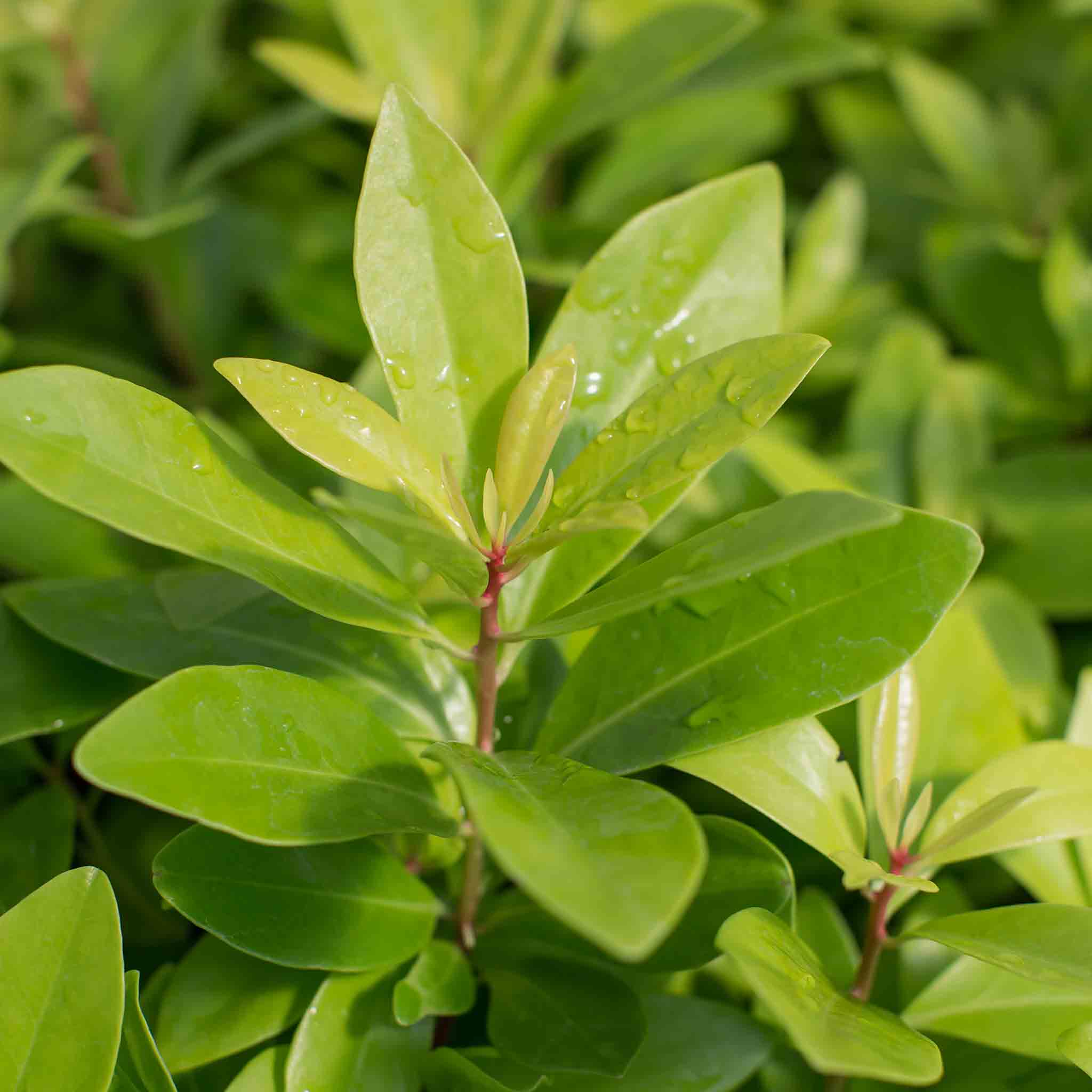 Rock Star Plant - BananAppeal® Small Anise Tree | First Editions