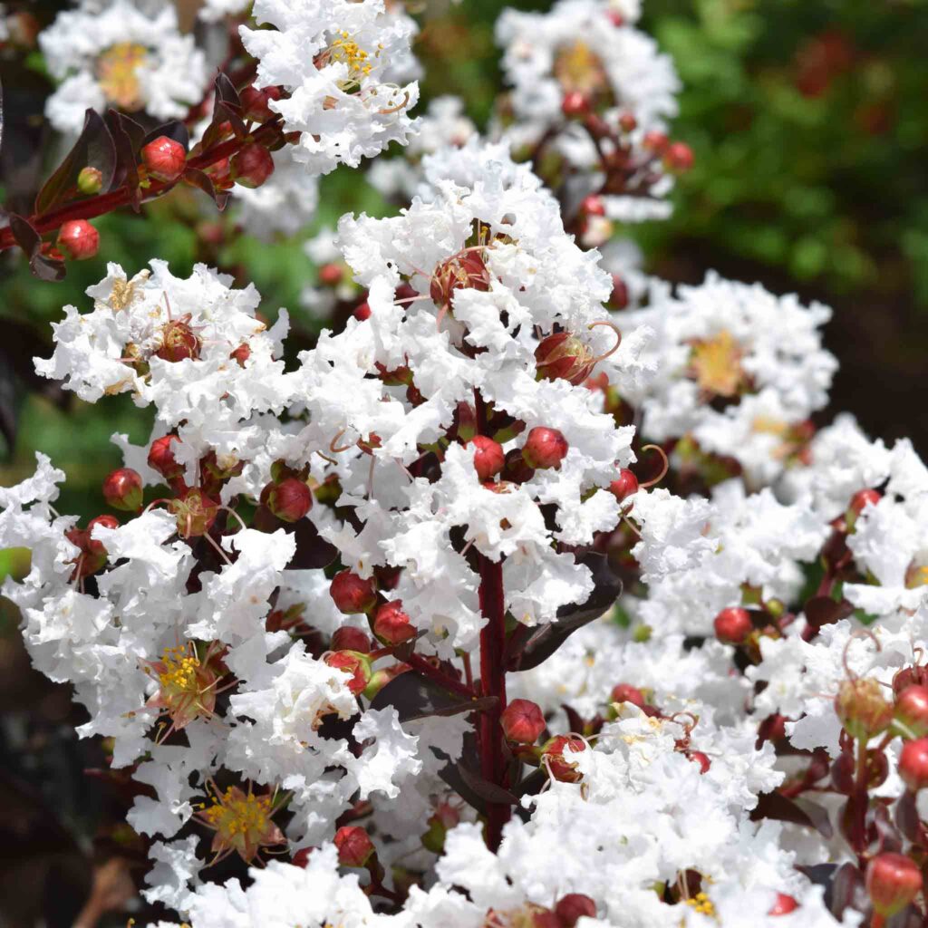 The Complete Guide to Rock Star Plants | First Editions