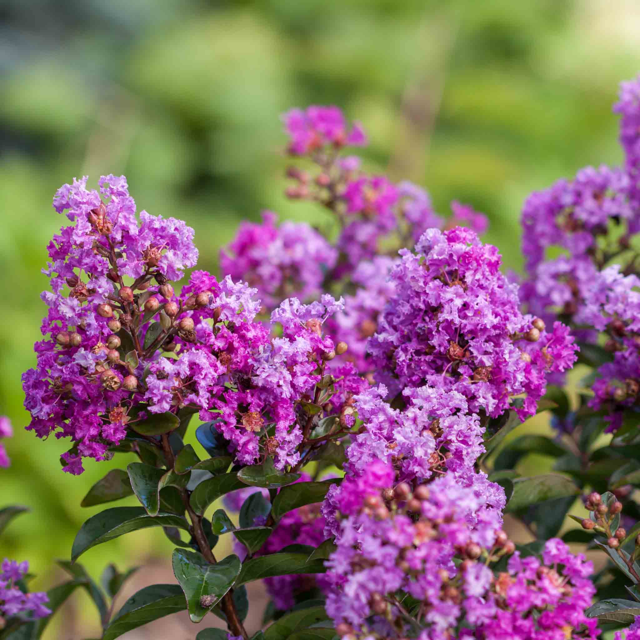 The Complete Guide to Rock Star Plants | First Editions