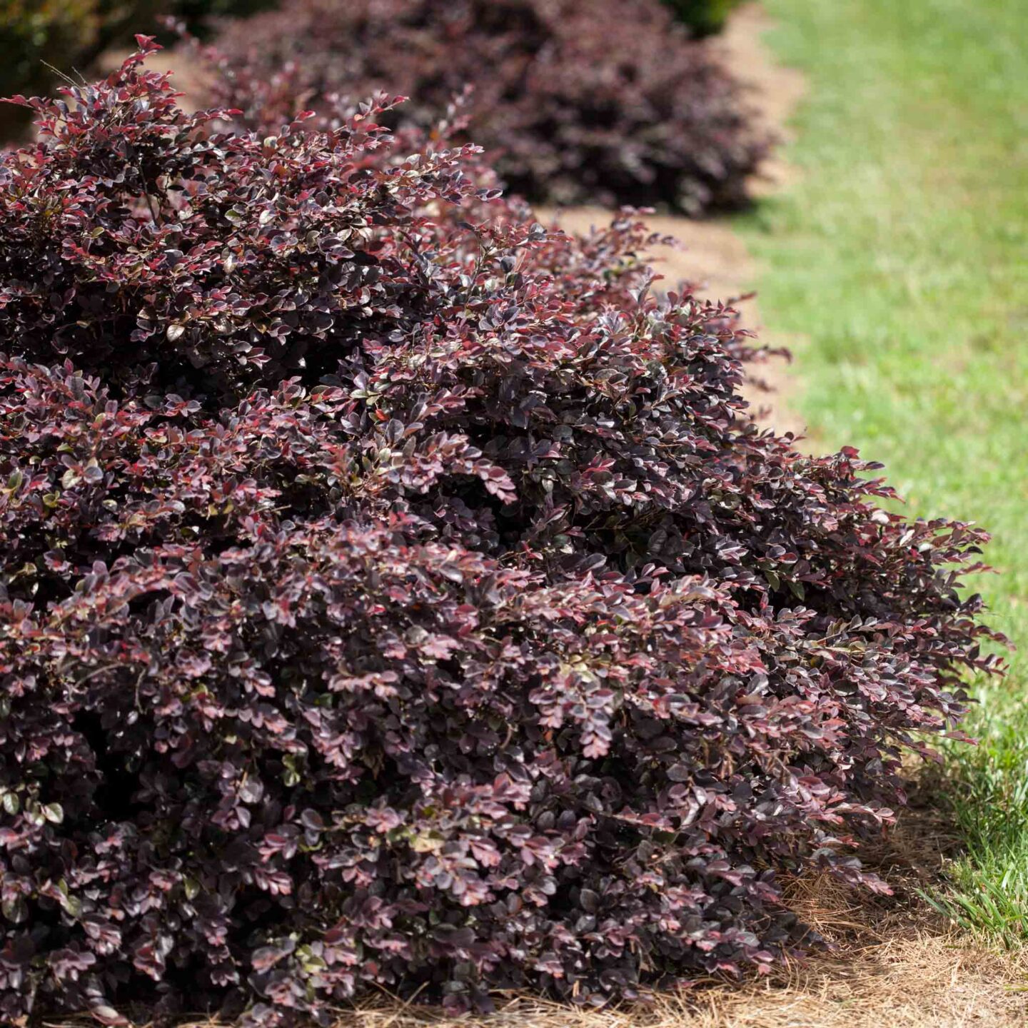 The Complete Guide to Rock Star Plants | First Editions