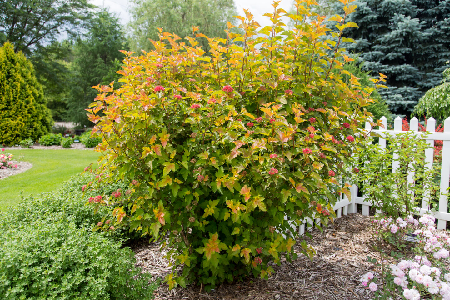 Amber Jubilee™ Ninebark | First Editions