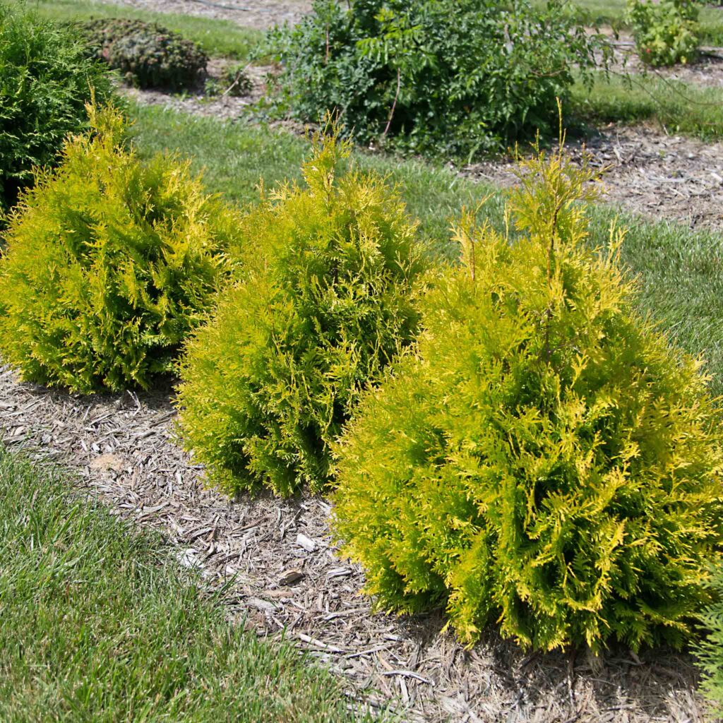 Arborvitae 101: The Ultimate Guide | First Editions