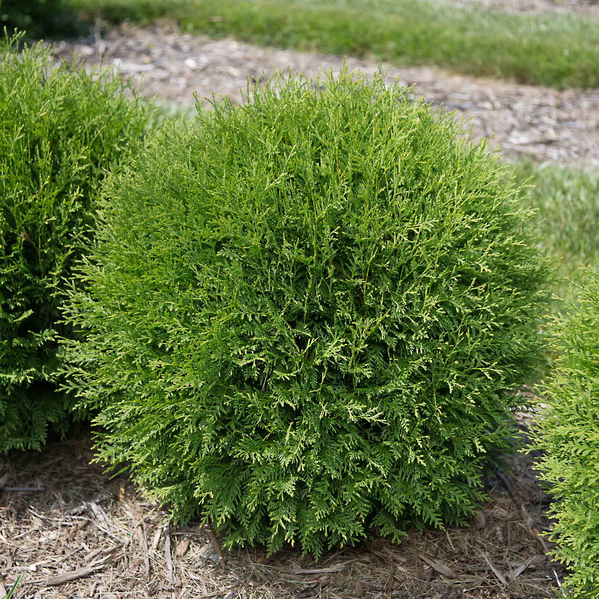 Arborvitae 101: The Ultimate Guide | First Editions