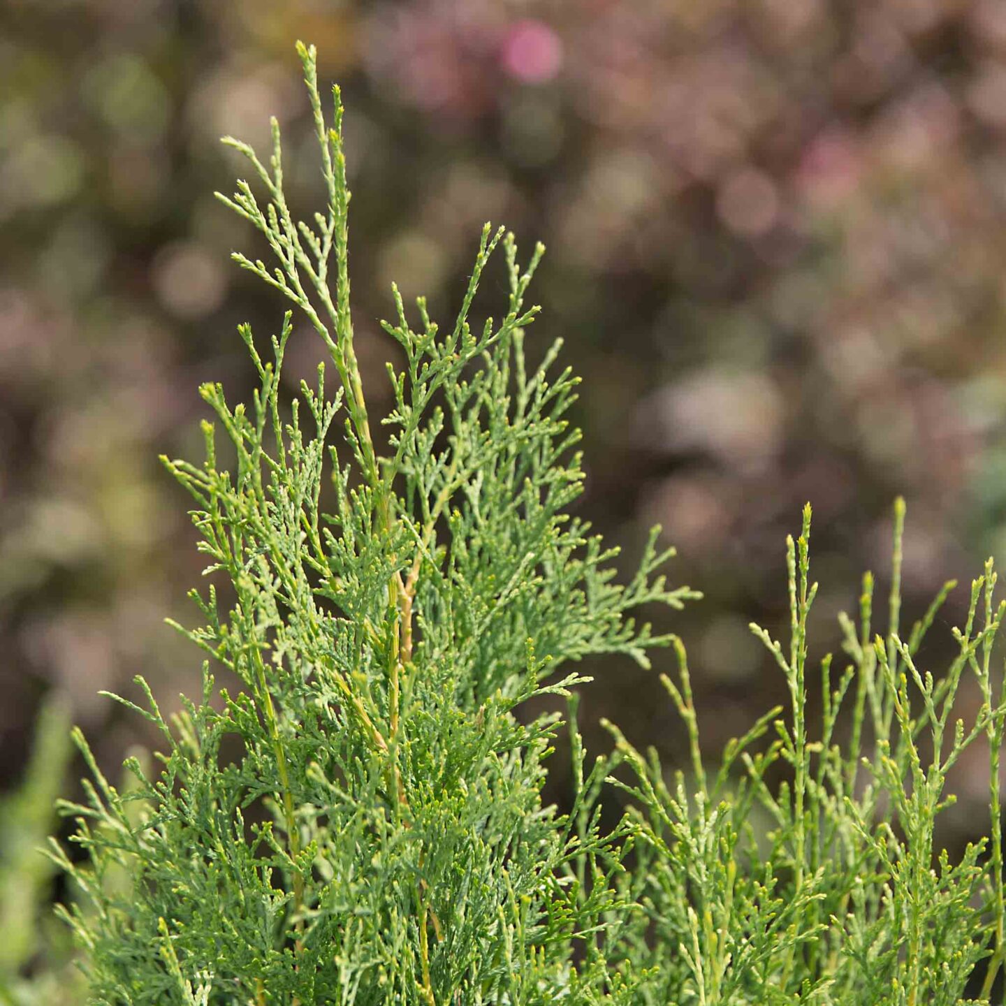 Arborvitae 101: The Ultimate Guide | First Editions