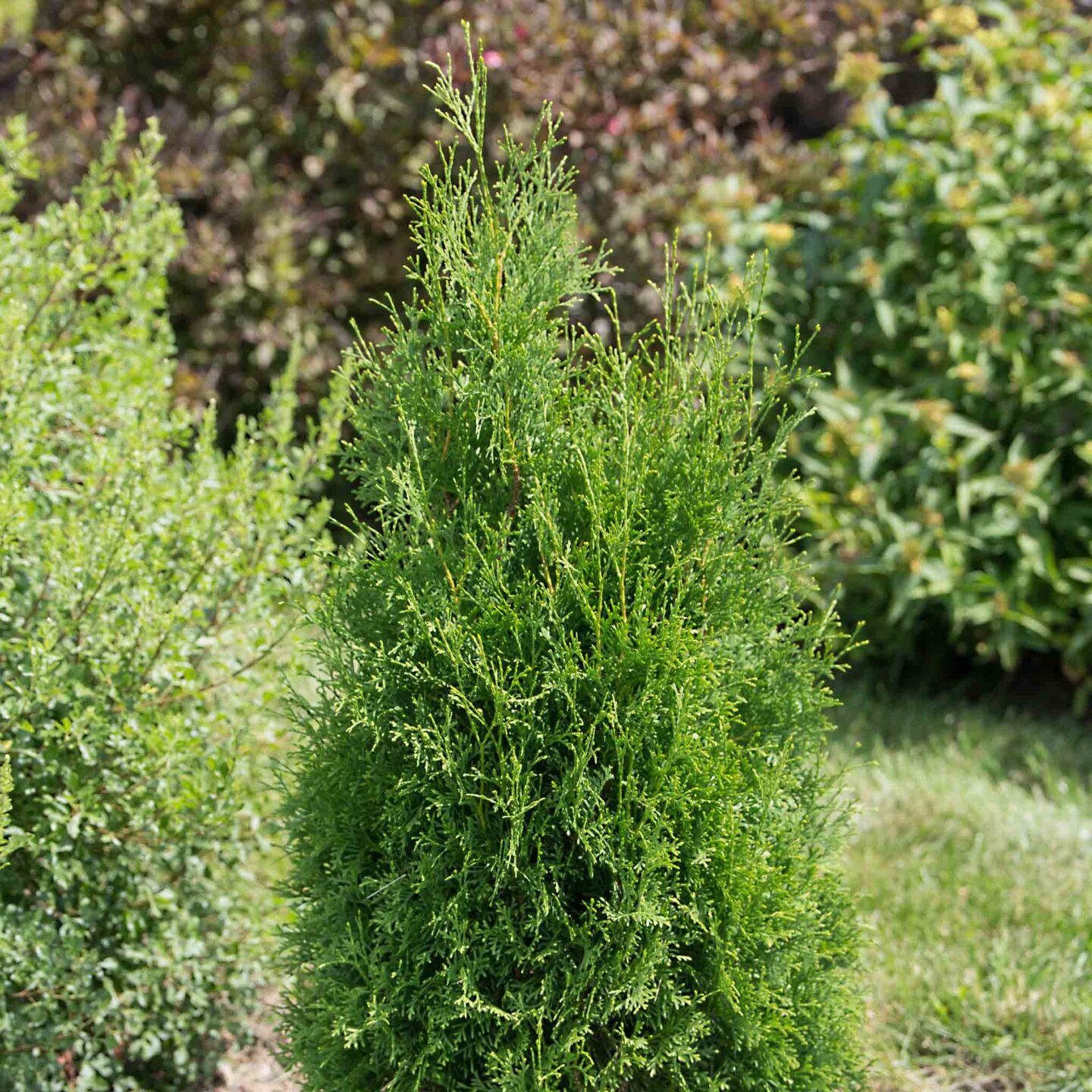 Arborvitae 101: The Ultimate Guide | First Editions