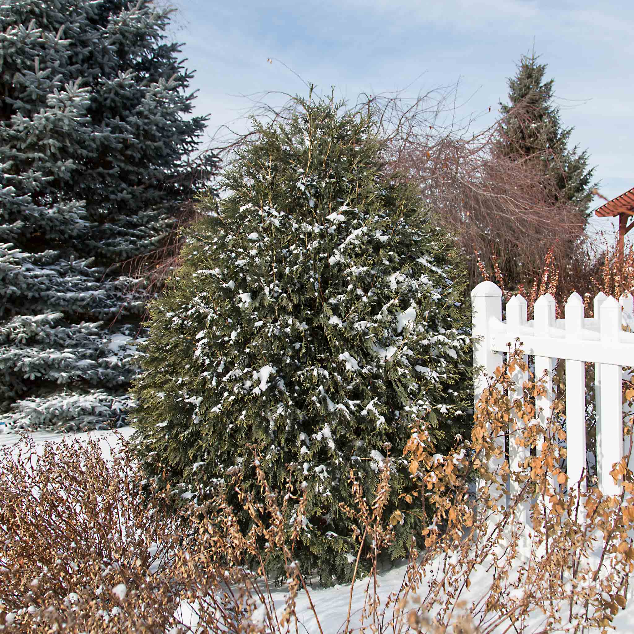 Arborvitae 101: The Ultimate Guide | First Editions