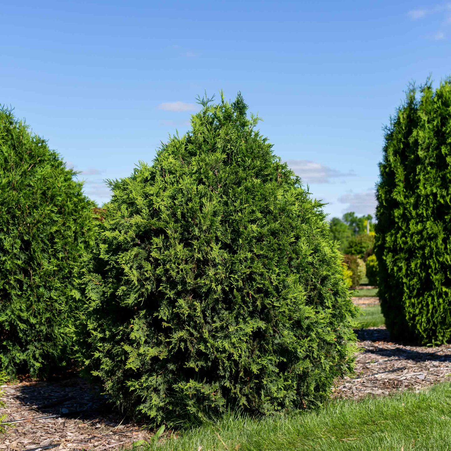 Arborvitae 101: The Ultimate Guide | First Editions