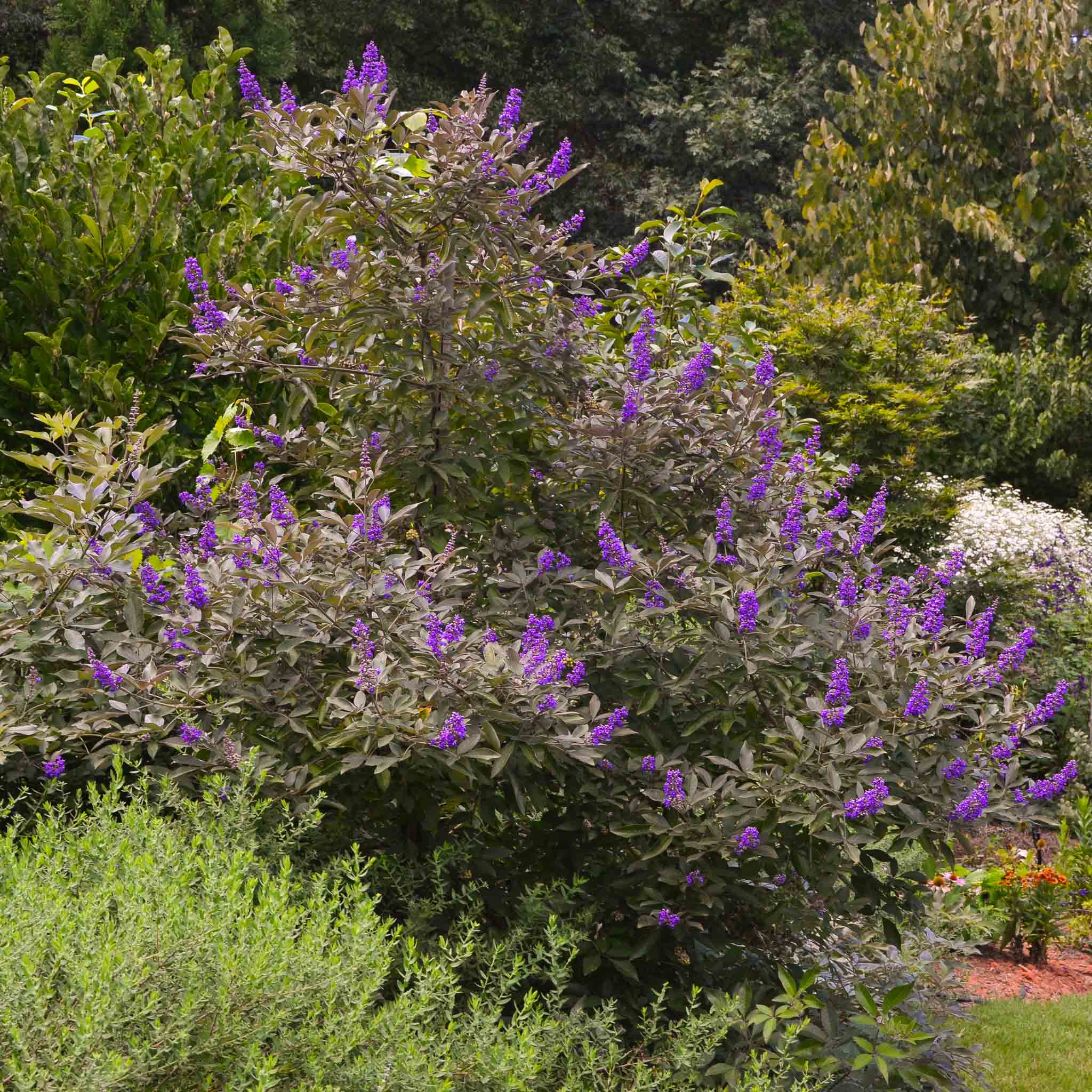 The Complete Guide to Rock Star Plants | First Editions