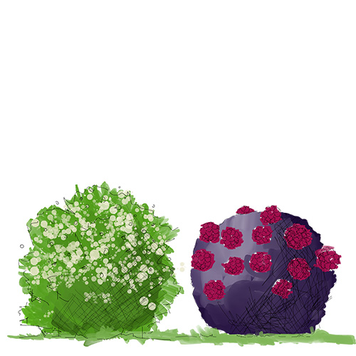 Eclipse® Bigleaf Hydrangea: Meet the New Dark Leaf Rock Star | First Editions