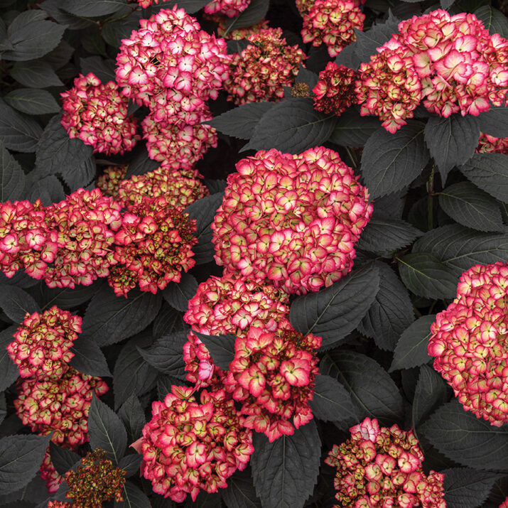 Eclipse® Bigleaf Hydrangea: Meet the New Dark Leaf Rock Star | First Editions