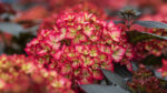 Eclipse® Bigleaf Hydrangea: Meet the New Dark Leaf Rock Star | First ...