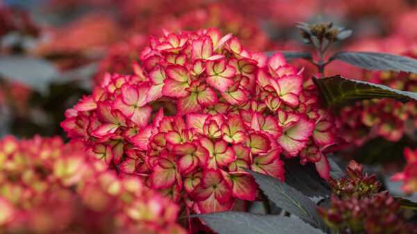 Eclipse® Bigleaf Hydrangea: Meet the New Dark Leaf Rock Star | First ...