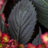 Eclipse® Bigleaf Hydrangea: Meet the New Dark Leaf Rock Star | First ...