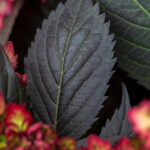 Eclipse® Bigleaf Hydrangea: Meet the New Dark Leaf Rock Star | First Editions