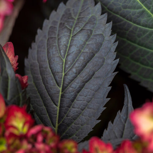 Eclipse® Bigleaf Hydrangea: Meet the New Dark Leaf Rock Star | First ...
