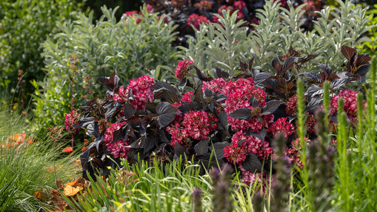 Eclipse® Bigleaf Hydrangea: Meet the New Dark Leaf Rock Star | First ...