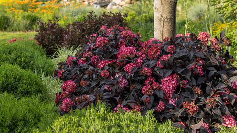 Eclipse® Bigleaf Hydrangea: Meet the New Dark Leaf Rock Star | First ...